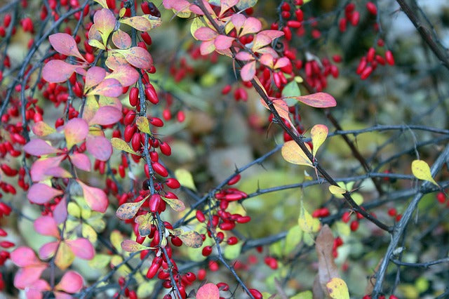 13. The B List: Herbs and Spices that Heal-BARBERRY | Hilal Market